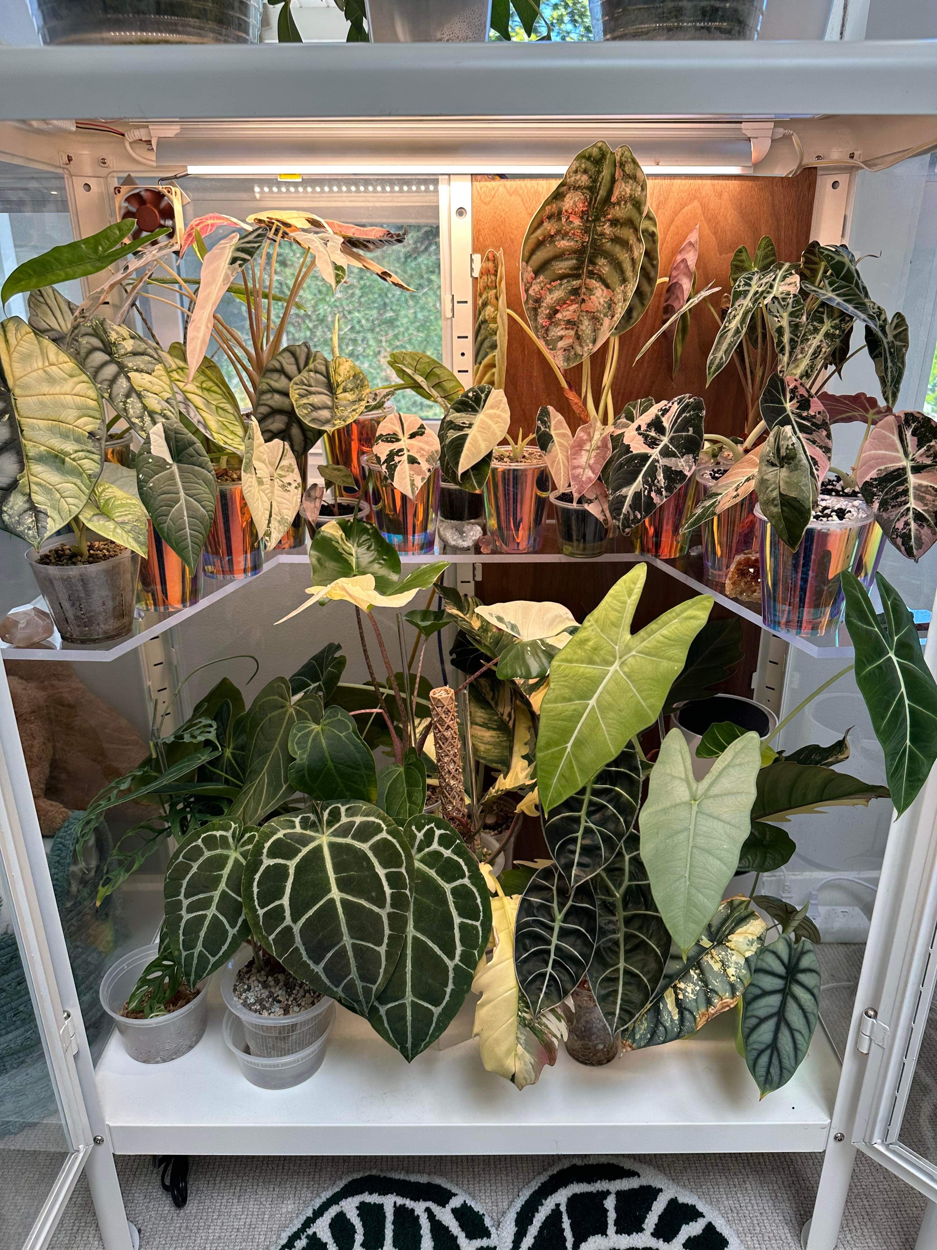 Kayla Grant Shelving – Maddwoods