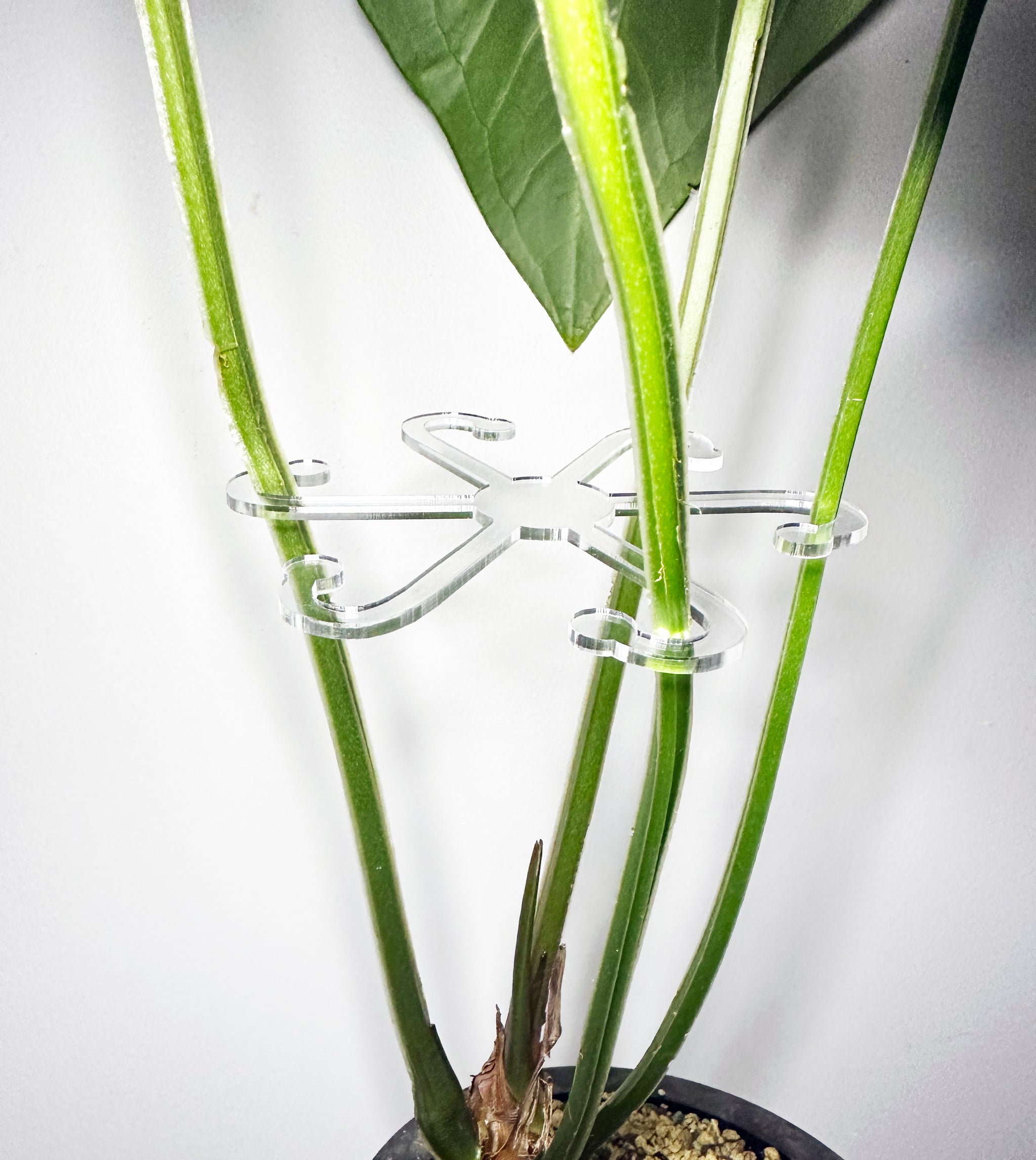Stem Supports – Maddwoods