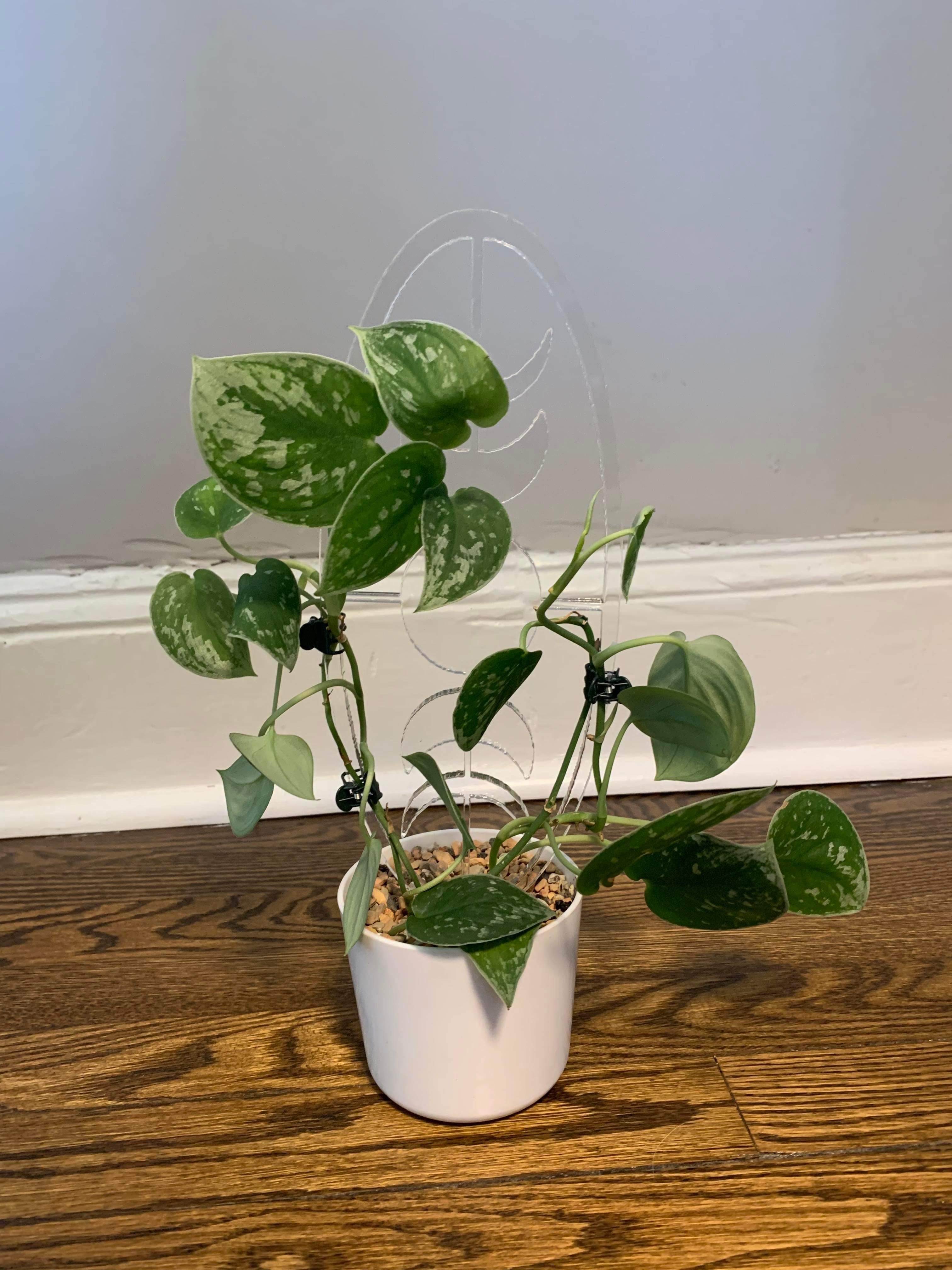 Moon Phase Trellis – Maddwoods
